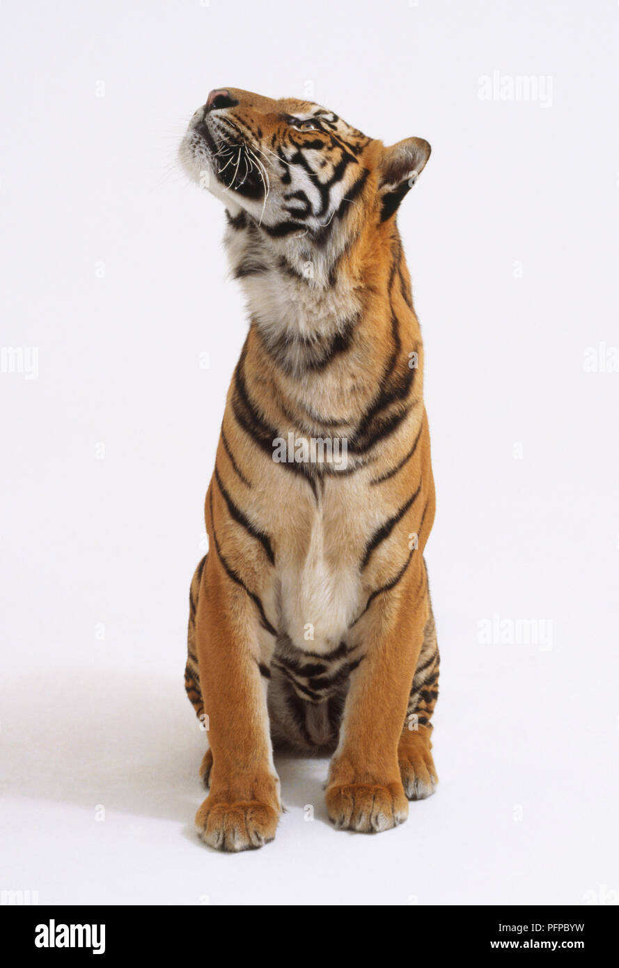 Sitting Tiger (Panthera tigris) looking up, front view Stock Photo - Alamy