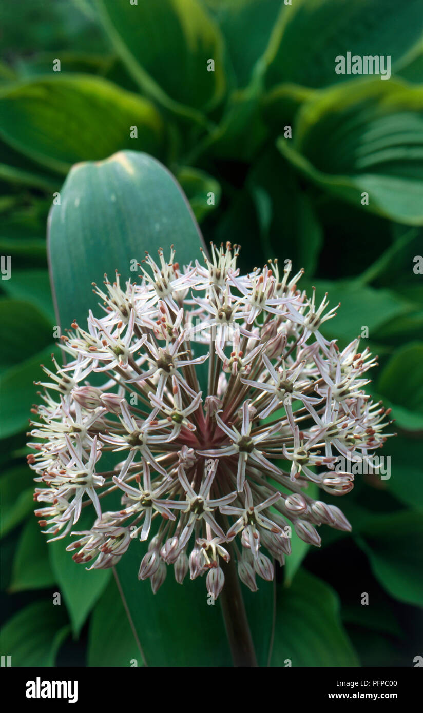 Umbel botany hi-res stock photography and images - Alamy