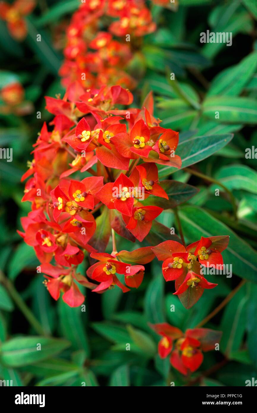Euphorbia griffithii 'Fireglow', with bright orange flowers and green ...