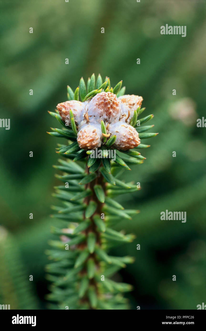 Abies pinsapo 'Glauca'. single shoot of fur tree with glaucous, grey ...