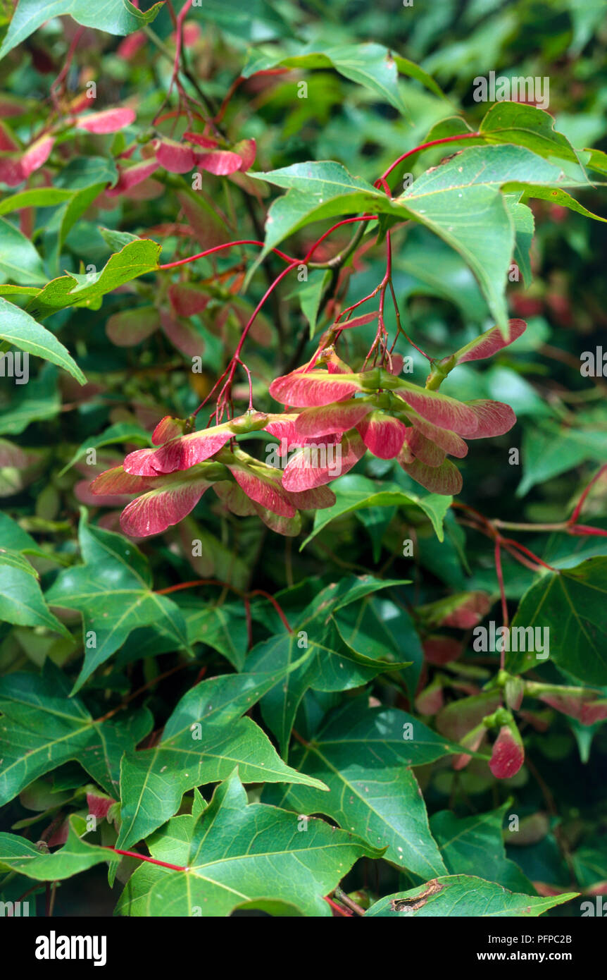 Acer oliverianum, deciduous maple tree showing ovate, shallowly lobed ...