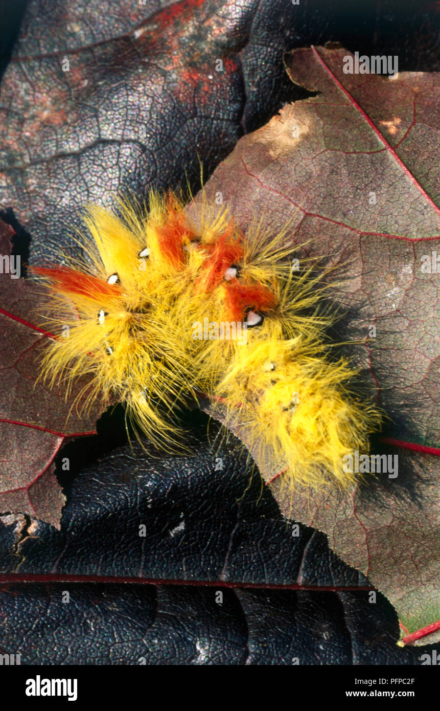 Pale Tussock (Calliteara pudibunda) caterpillar feeding on Acer ...
