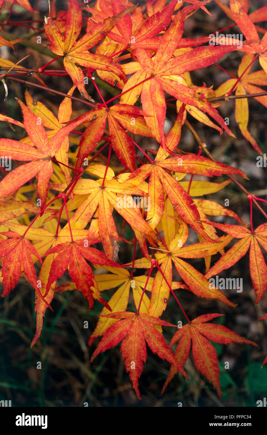 Acer palmatum 'Shinobuga-oka', yellow autumn leaves tinged with red ...