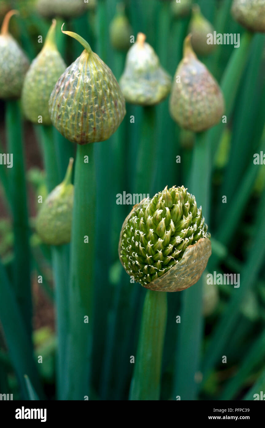 Thick stems hi-res stock photography and images - Alamy