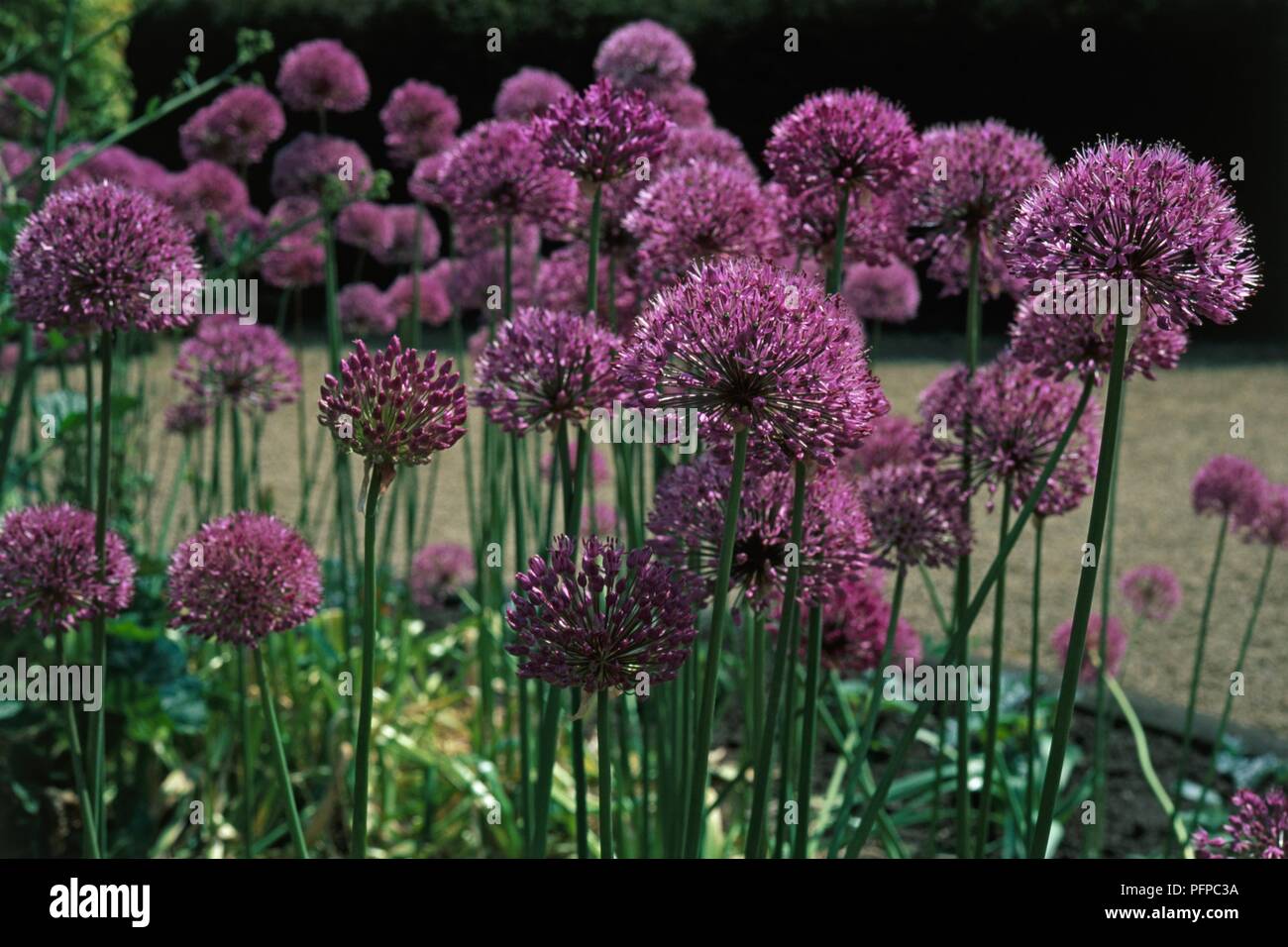 Allium aflatunense (Flowering onion), purple flowers, close-up Stock ...
