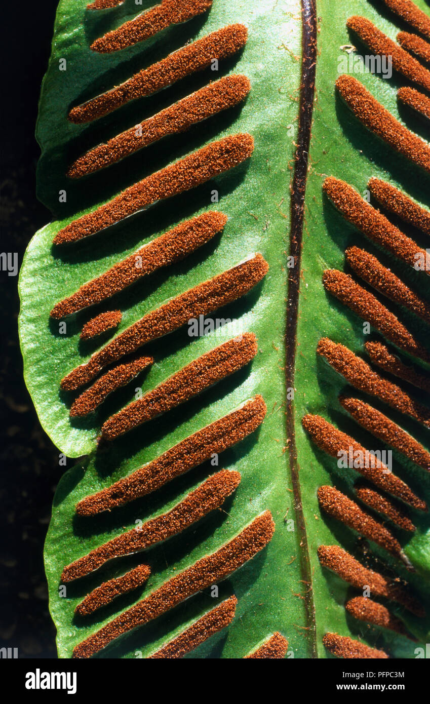 Asplenium scolopendrium (Hart's tongue fern), sori and fronds, close-up ...