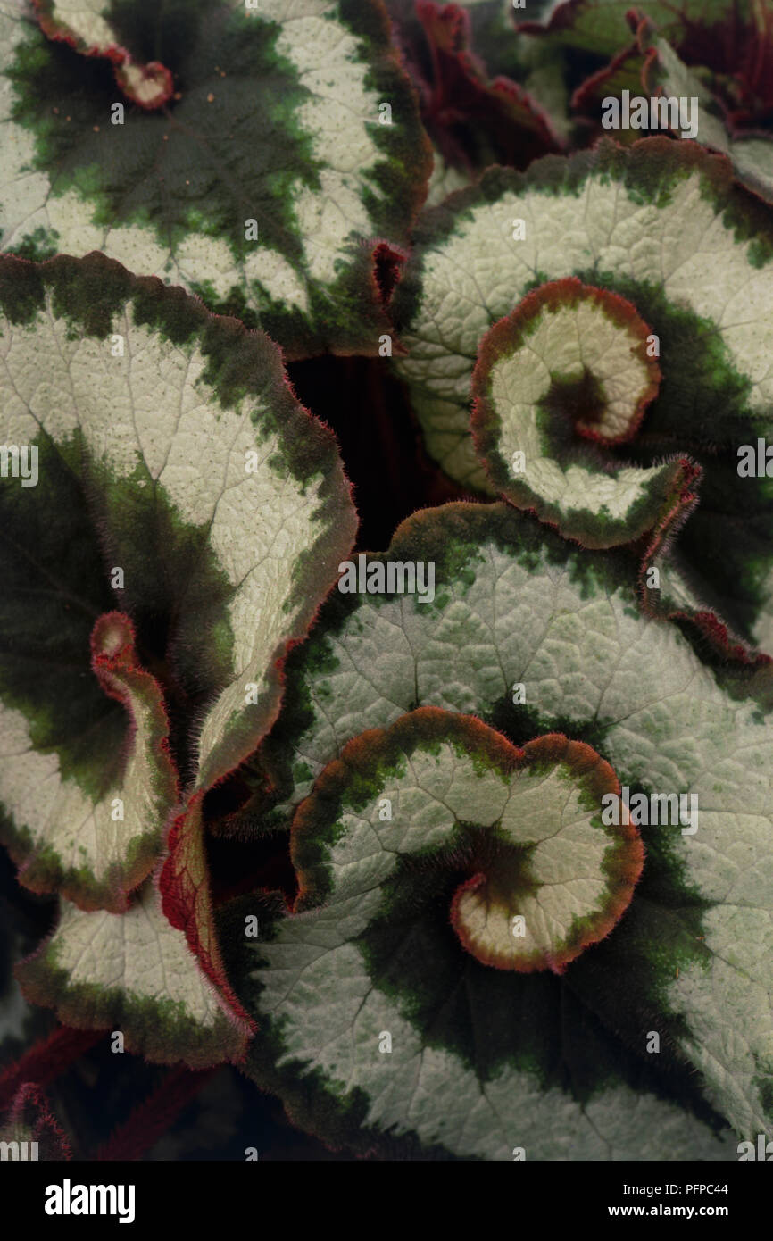 Begonia 'Escargot', developed pale and dark green leaves edged with red ...