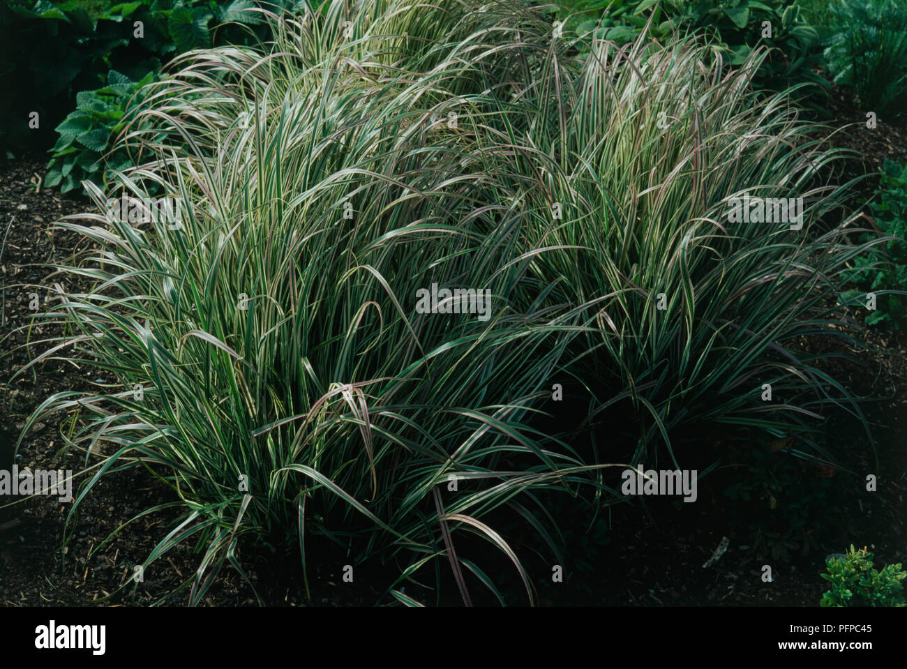 Variegated feather reed grass hi-res stock photography and images - Alamy