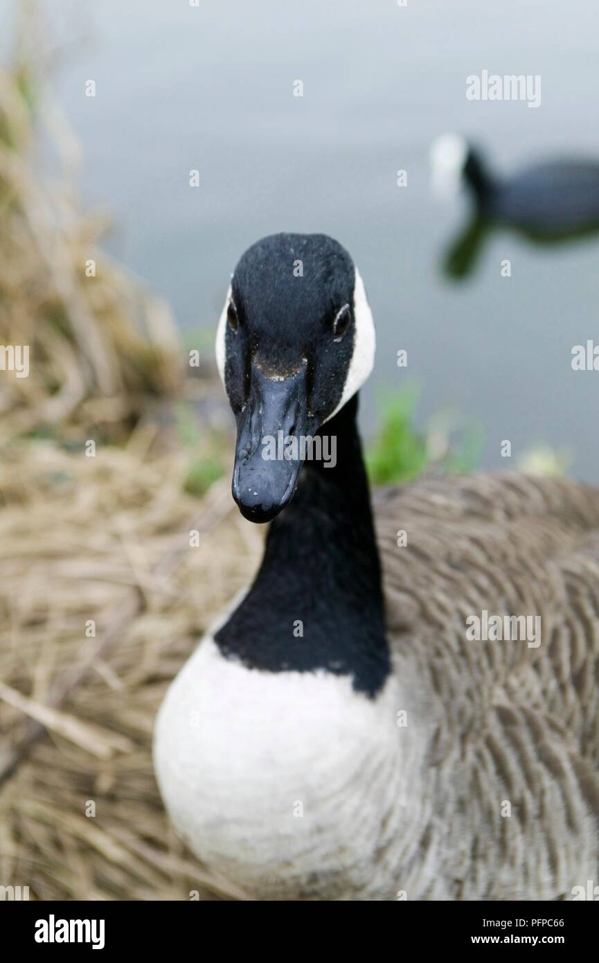 Canada goose (Branta canadensis) on riverbank, close-up, facing forward ...