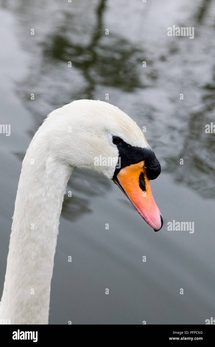 Close up swan head and neck hi-res stock photography and images - Alamy