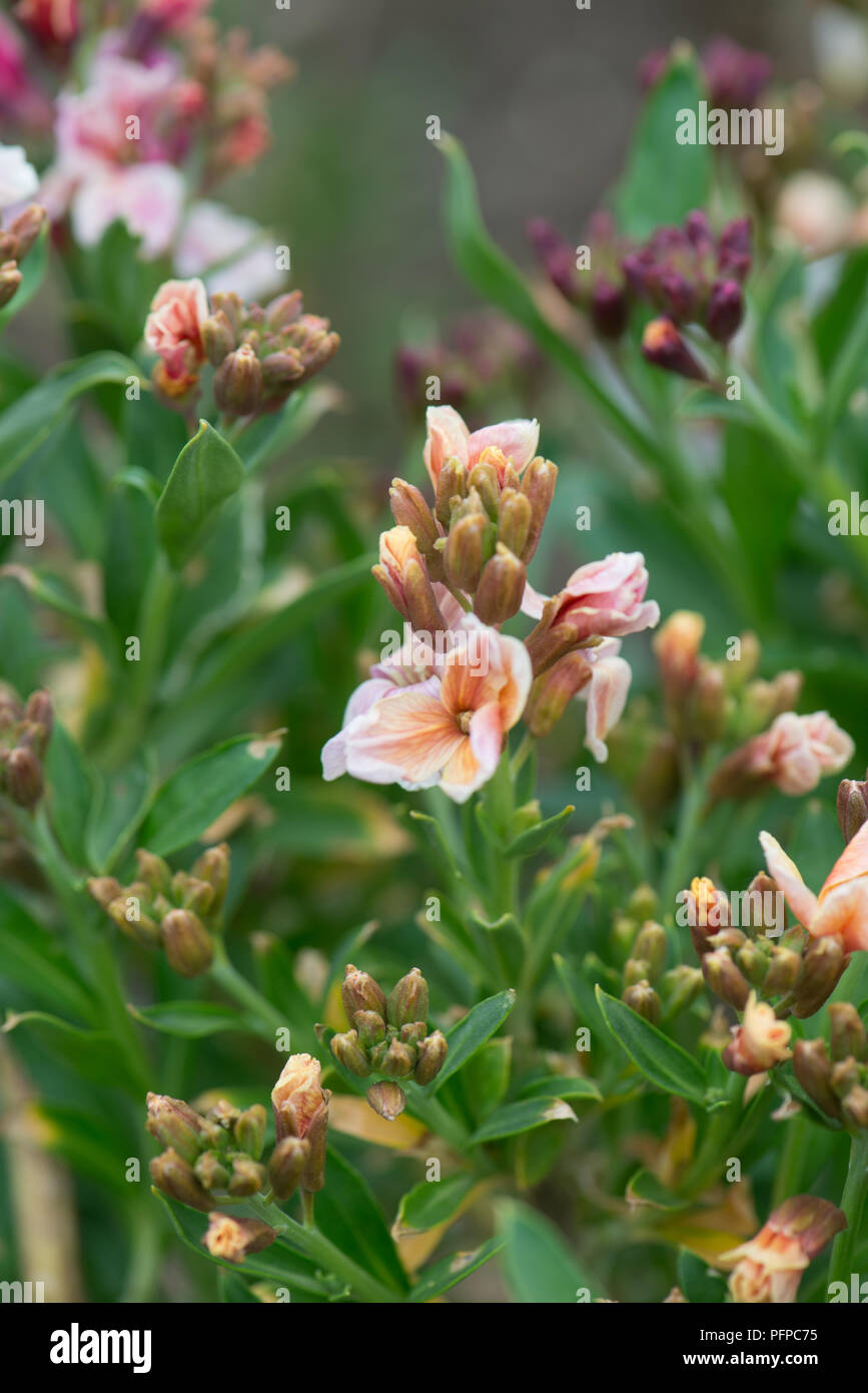 Cheiranthus Sunset Apricot Stock Photo - Alamy