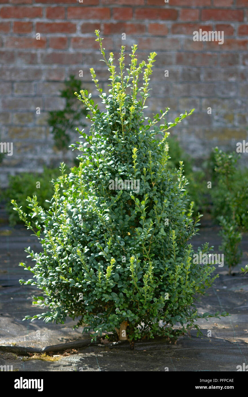 Buxus (Box Hedge) in walled garden before pruning Stock Photo - Alamy