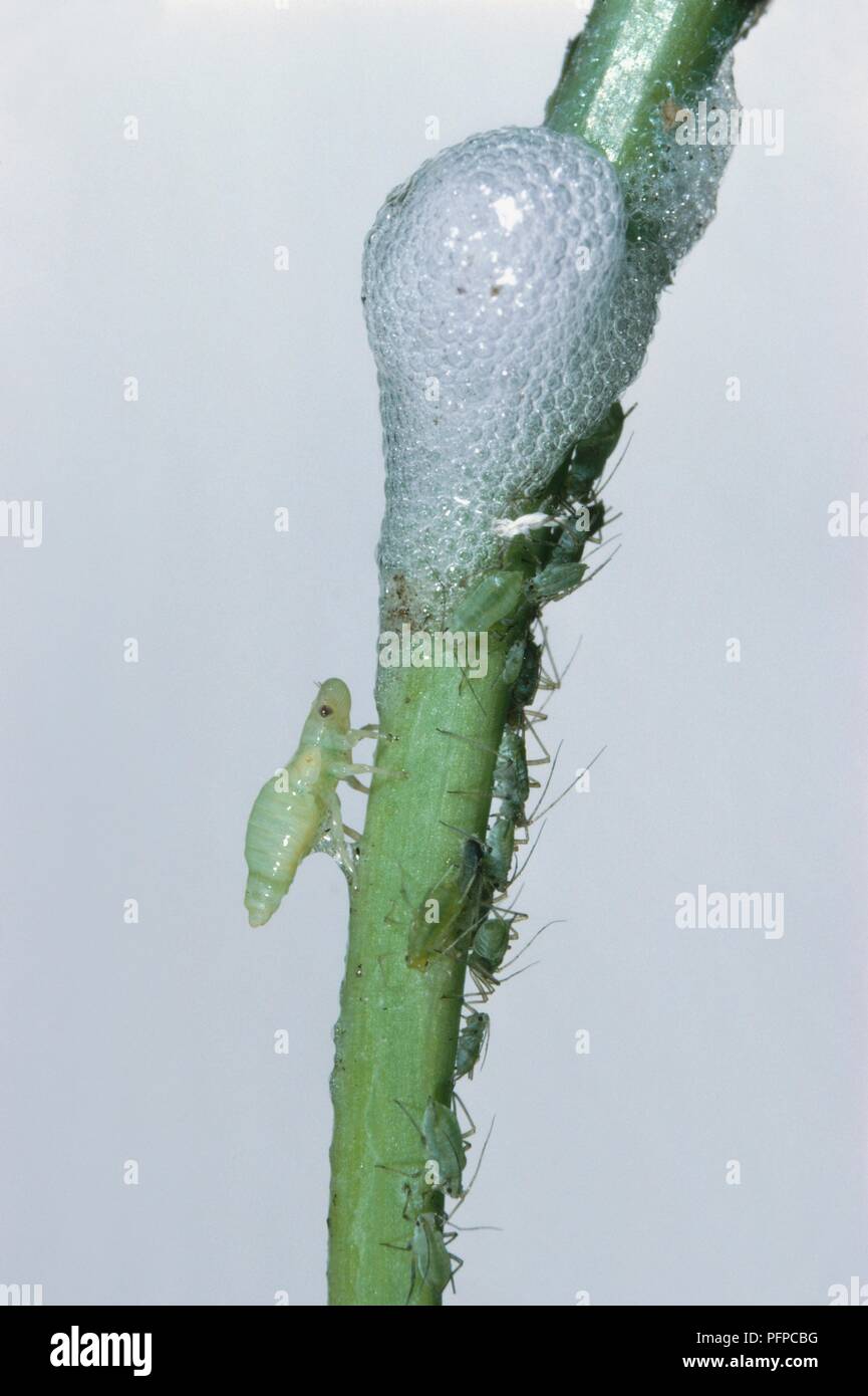Section of plant stem showing nymph of Froghopper or Spittlebug ...