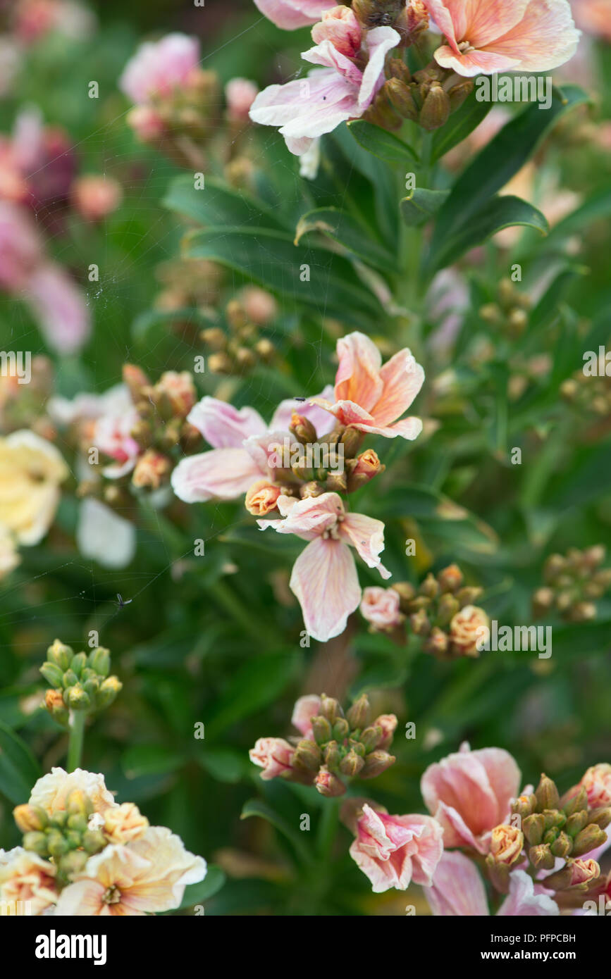Erysimum cultivar hi-res stock photography and images - Alamy