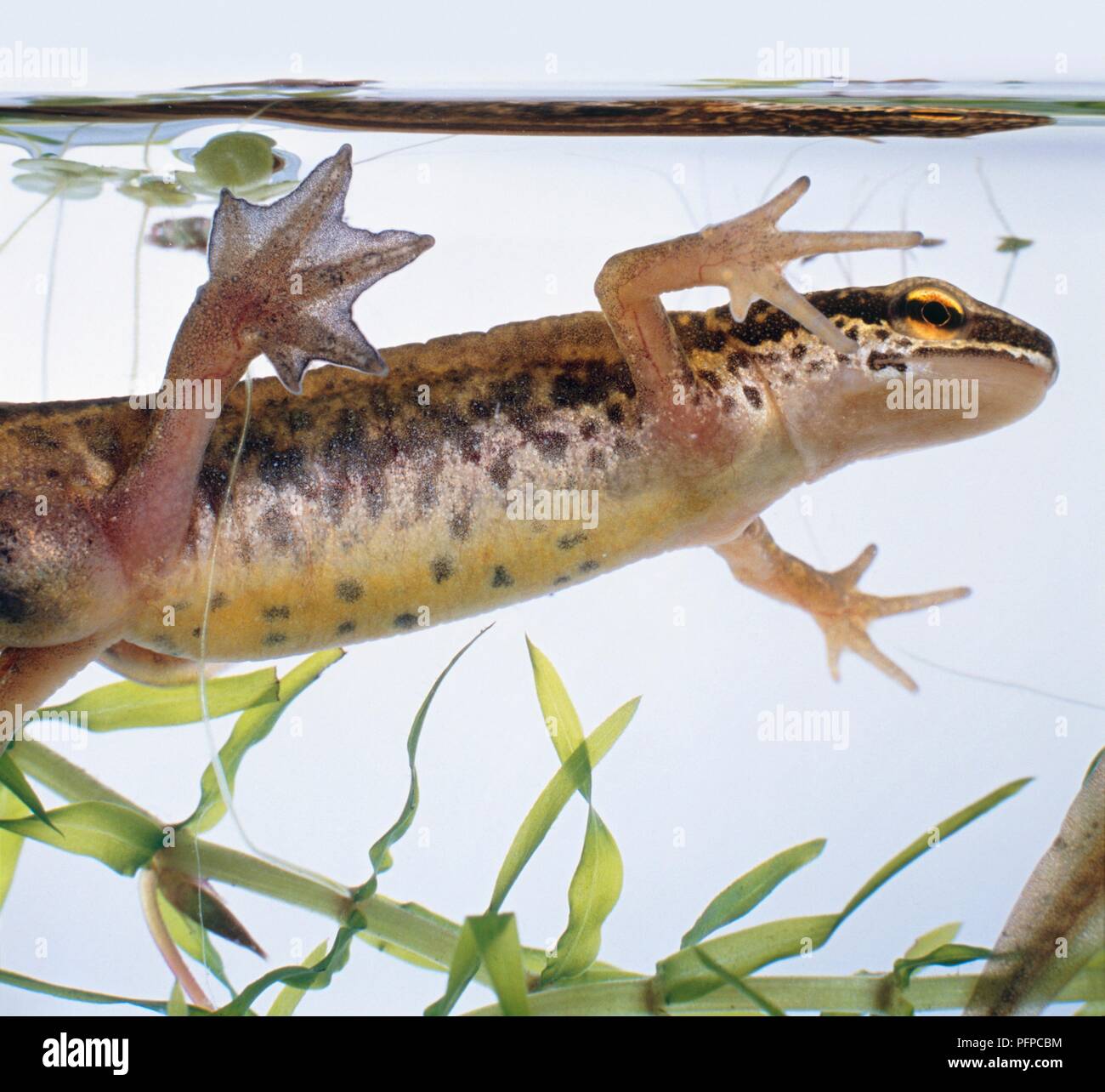 Common newt (Triturus vulgaris) underwater, side view Stock Photo - Alamy