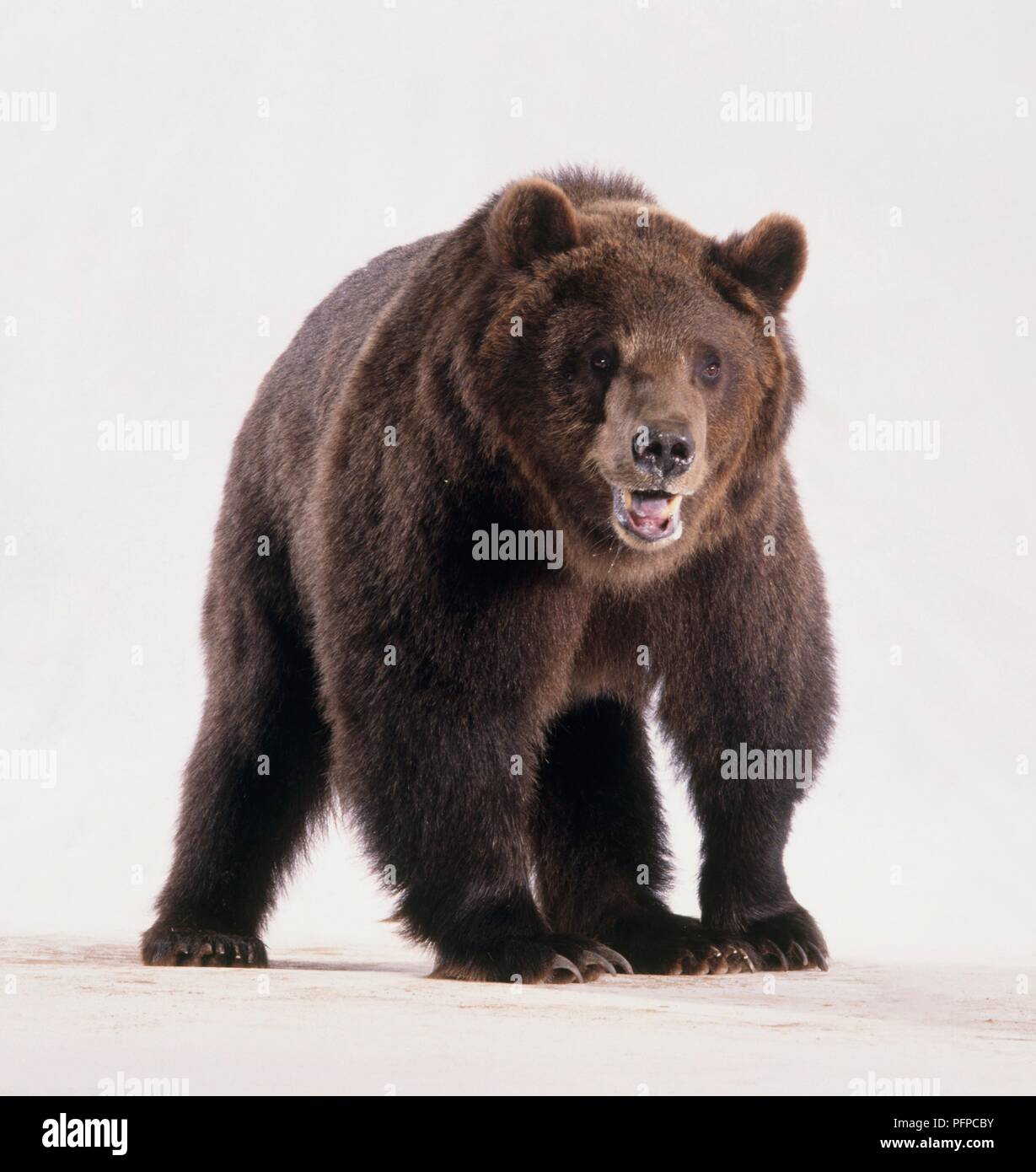 Brown bear (Ursus arctos) facing forward Stock Photo - Alamy