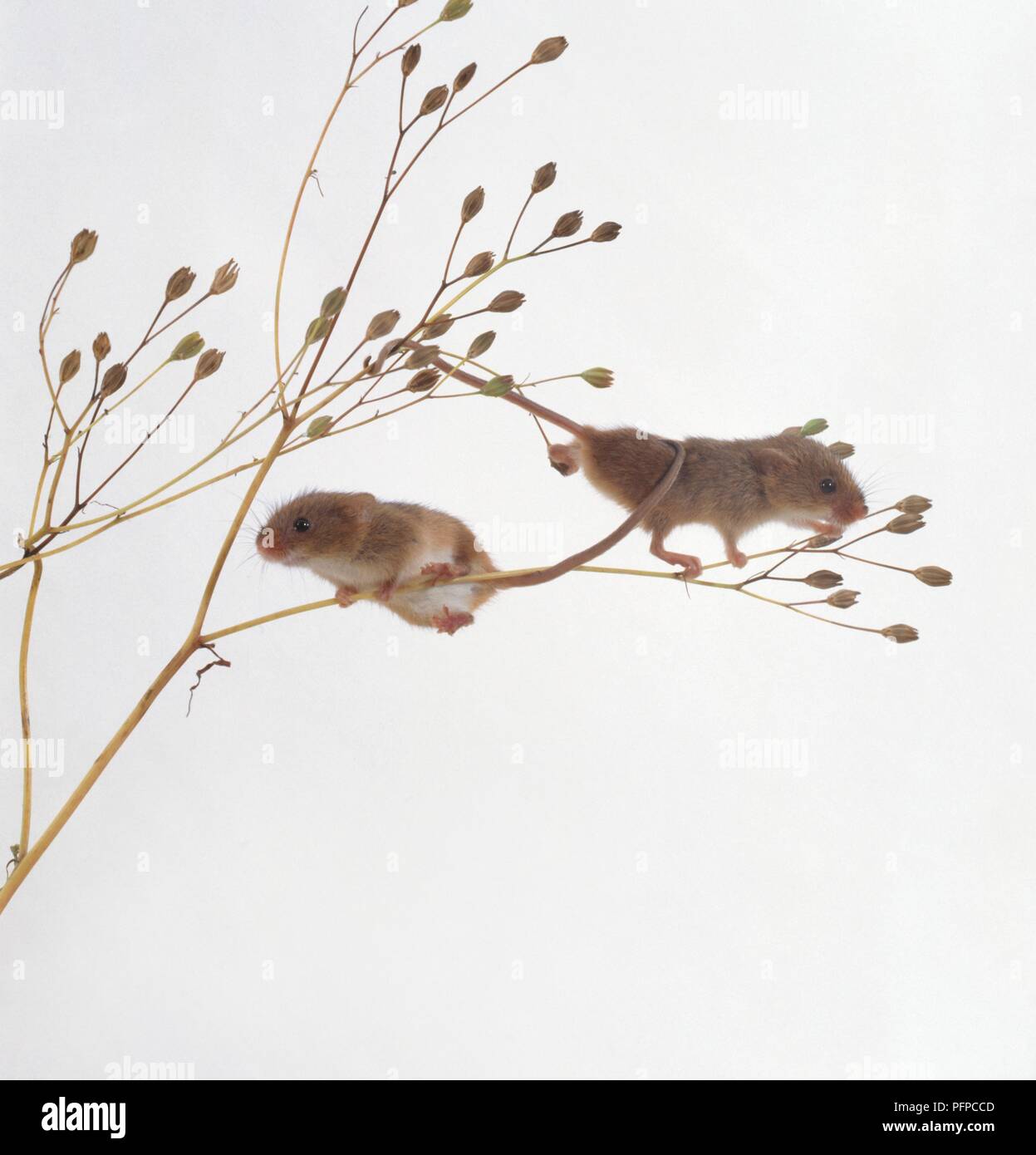 Harvest mouse stalk hi-res stock photography and images - Alamy