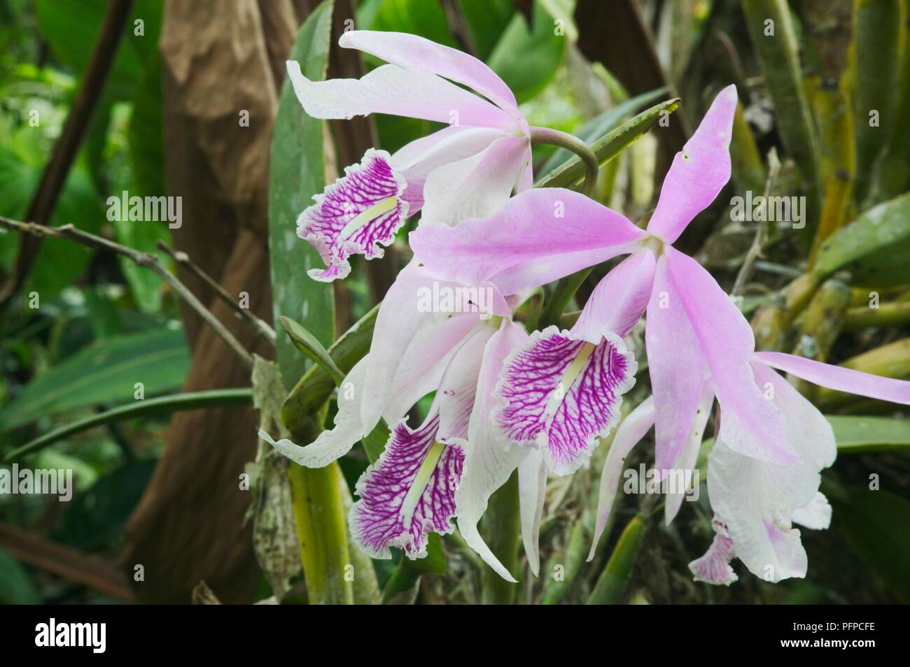 Peru, Moyobamba, Waqanki Orchid Garden, pale purple orchid Stock Photo ...
