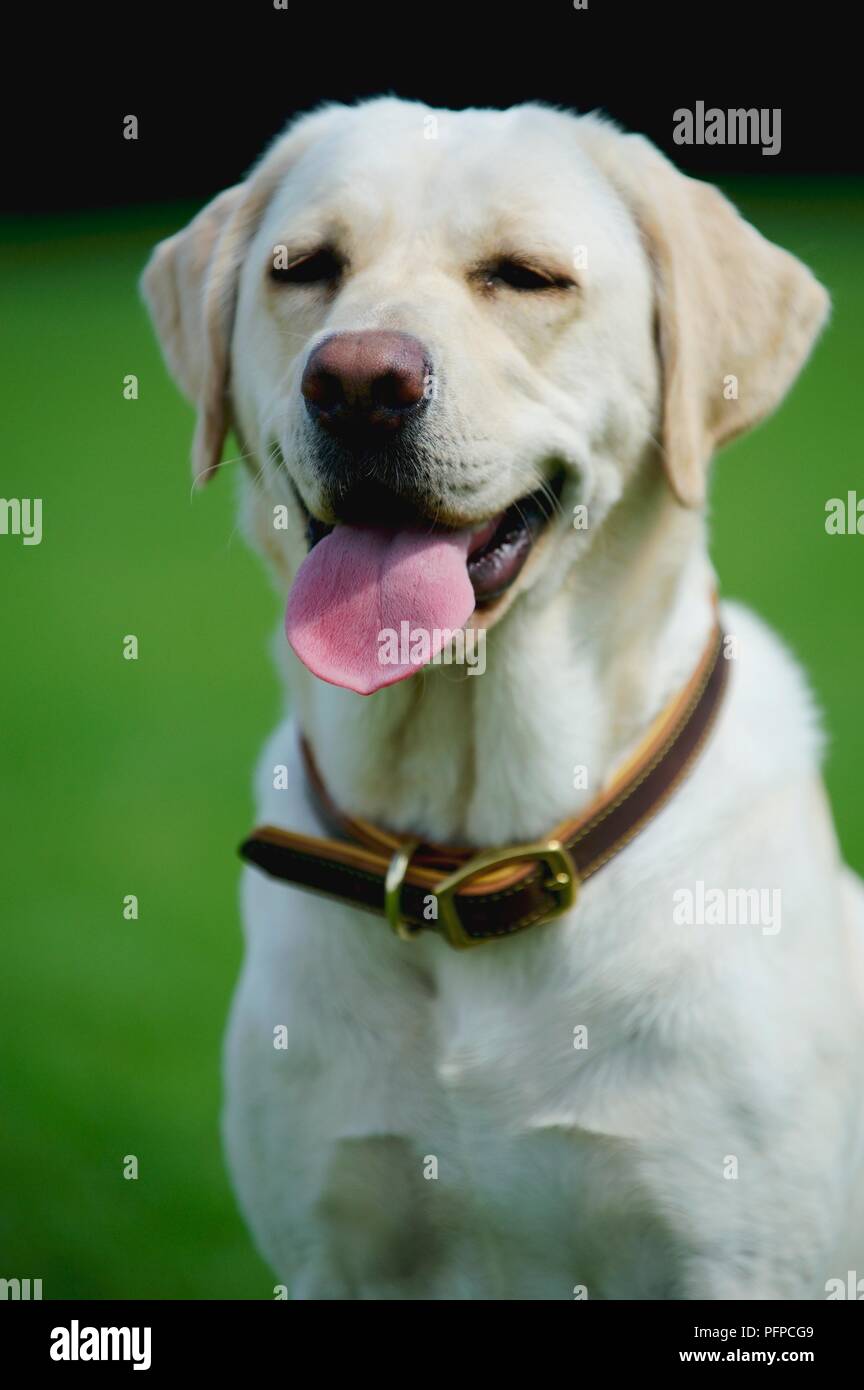 Part labrador hi-res stock photography and images - Alamy