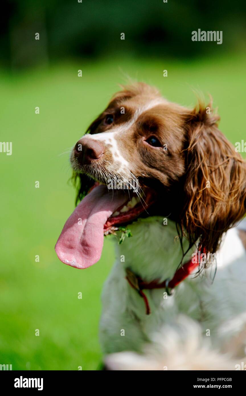 Springer Spaniel with head in profile, panting Stock Photo - Alamy