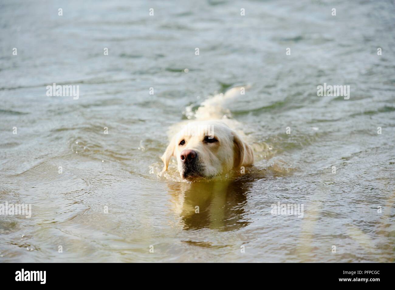 Yellow Labrador swimming Stock Photo - Alamy
