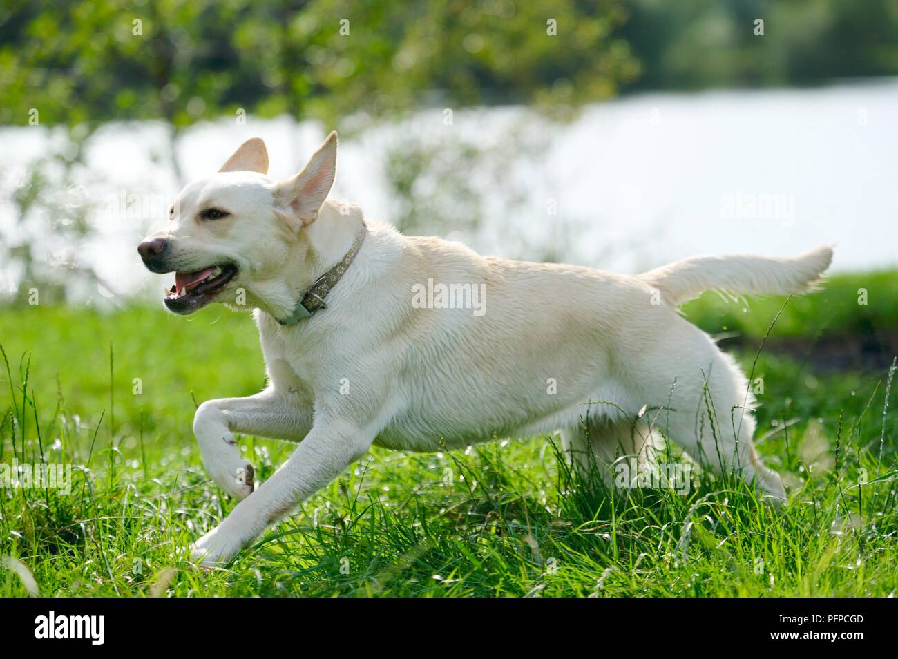 A dog running through grass, side view Stock Photo - Alamy
