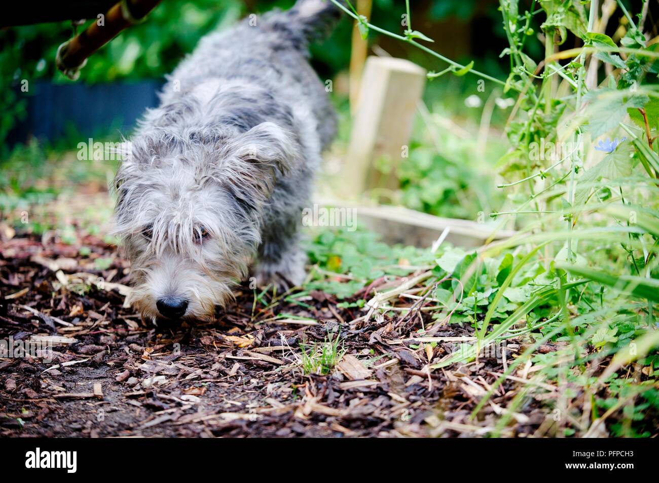 Garden ground view hi-res stock photography and images - Alamy
