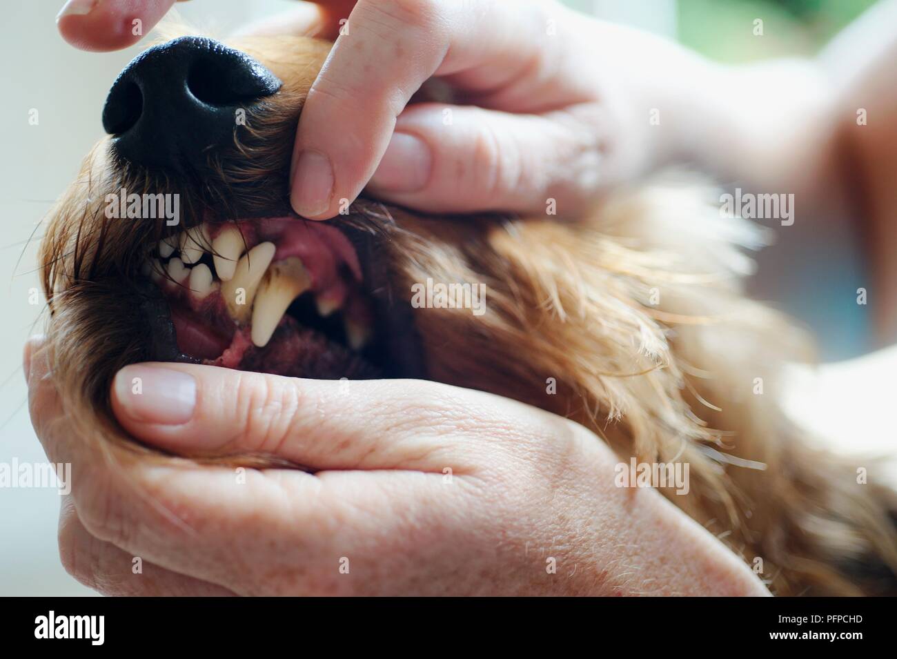 Dog using mouth hi-res stock photography and images - Alamy