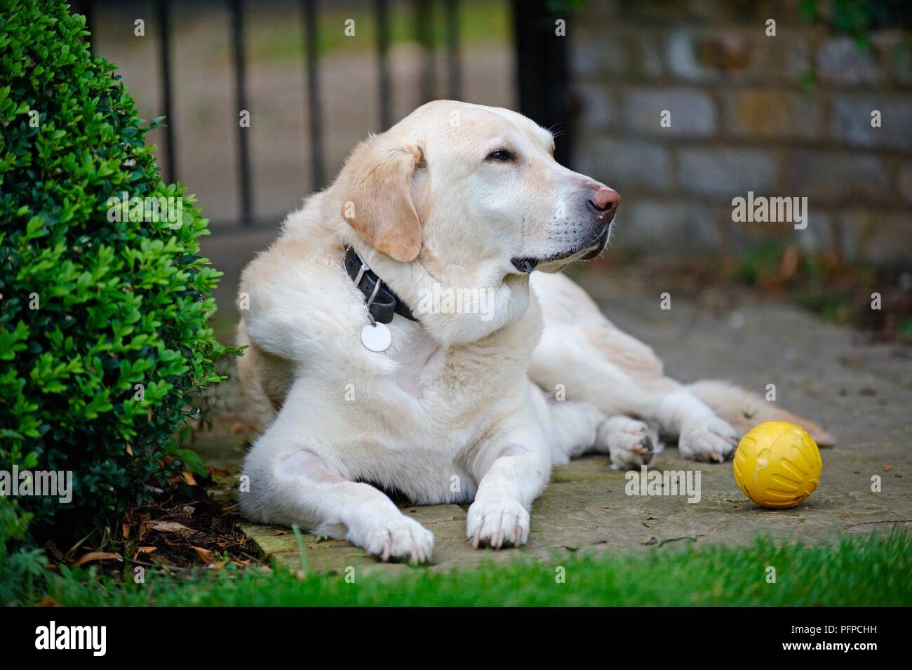 Labrador lying on garden path near small yellow ball Stock Photo - Alamy