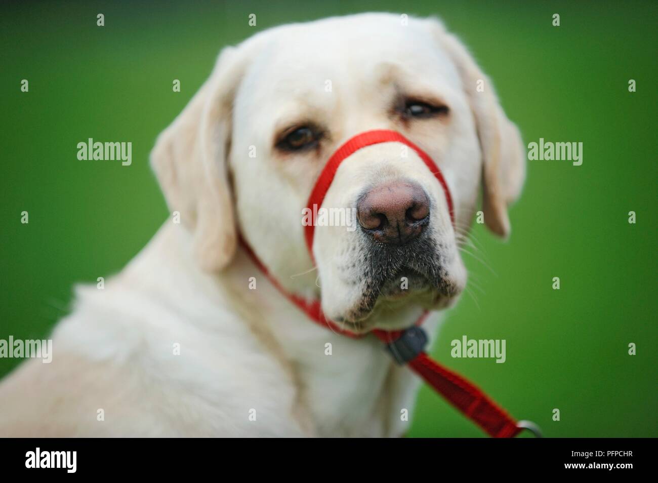 Head of Labrador wearing red muzzle lead Stock Photo - Alamy
