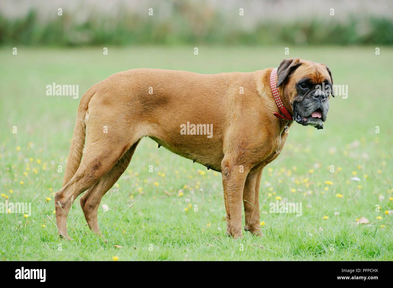 Female panting in the heat hi-res stock photography and images - Alamy