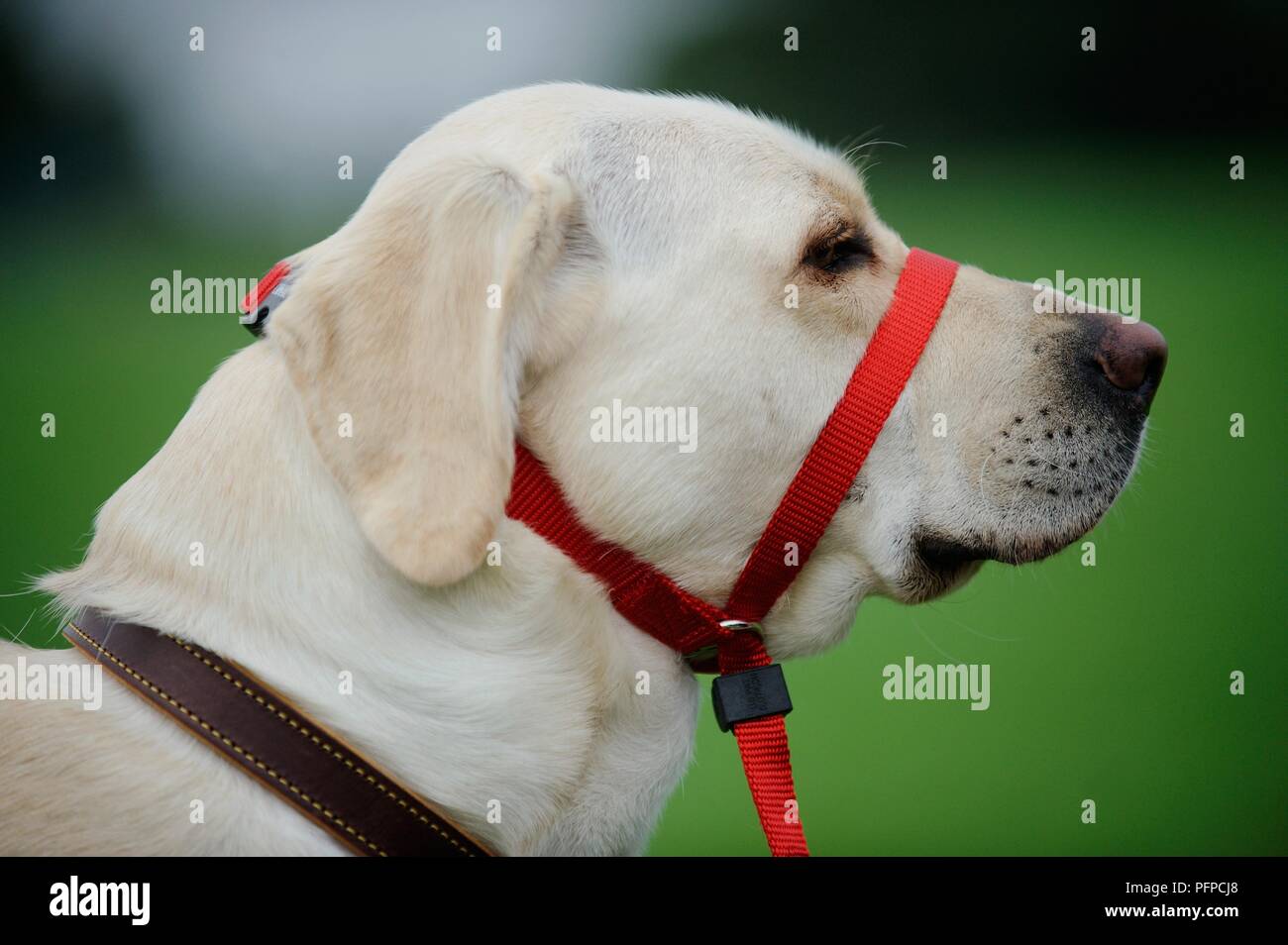 Head of Labrador in profile wearing red muzzle lead Stock Photo - Alamy