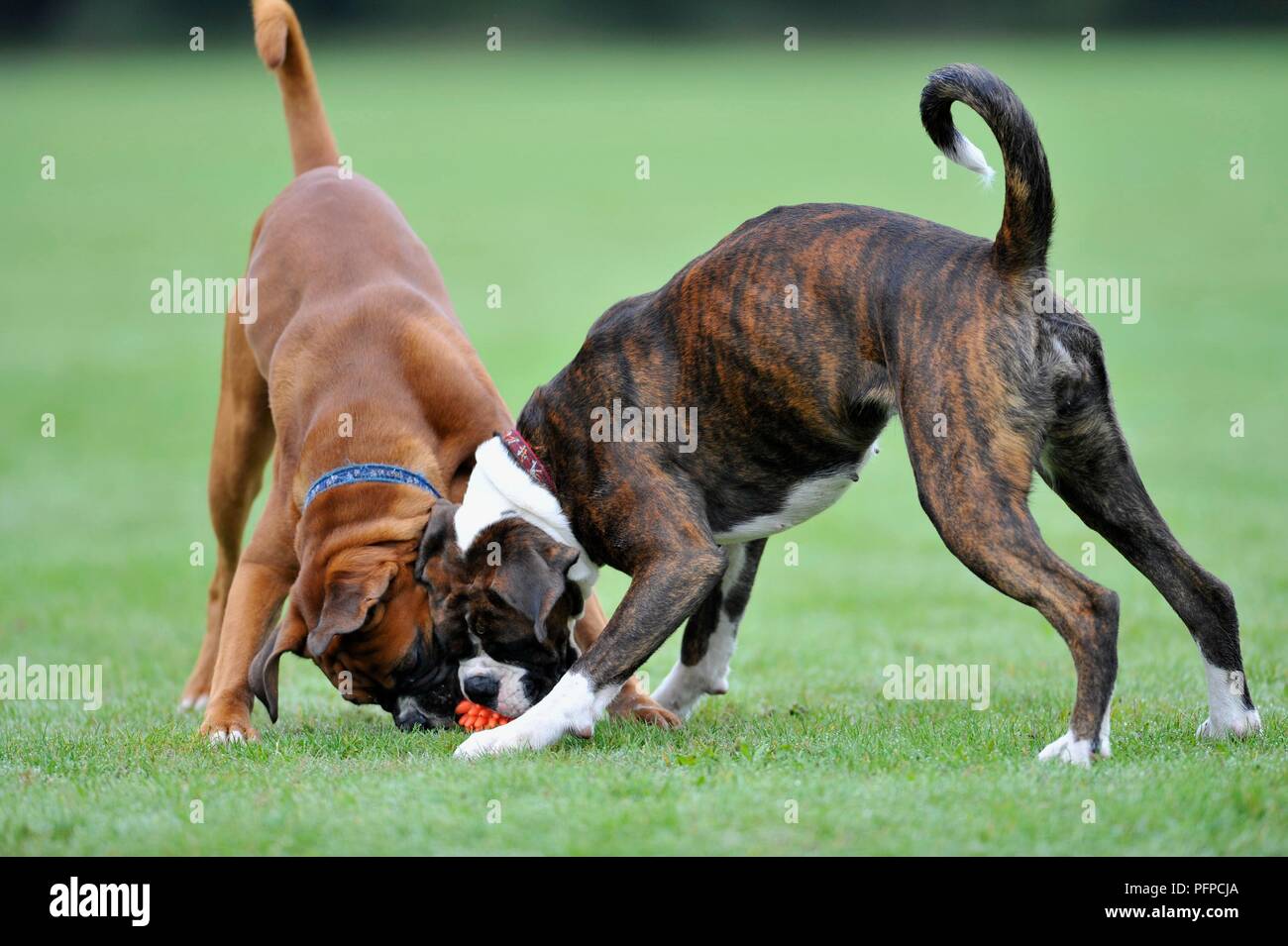 Same dogs hi-res stock photography and images - Alamy