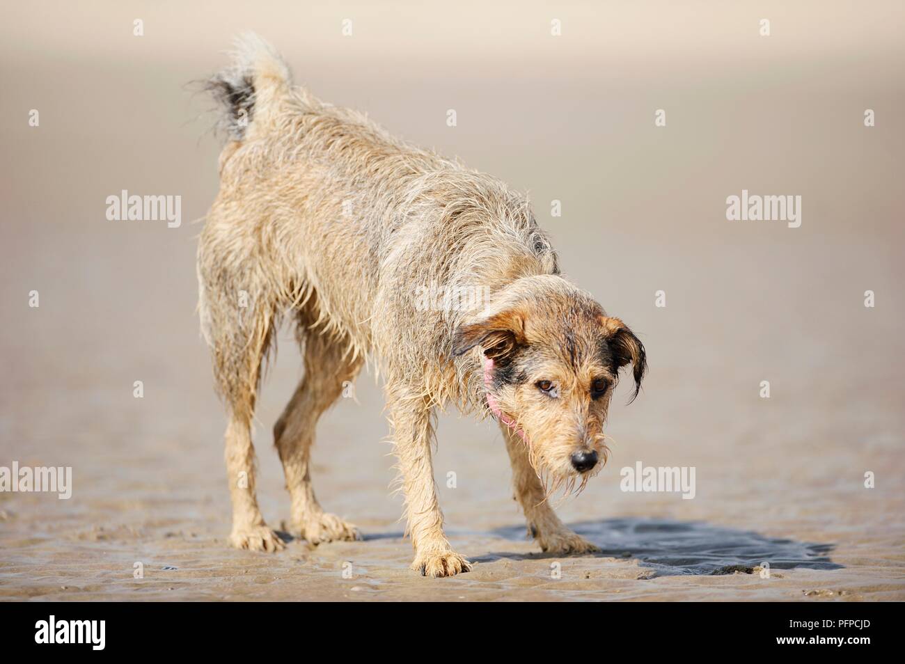 Wet sand on beach sand hi-res stock photography and images - Alamy