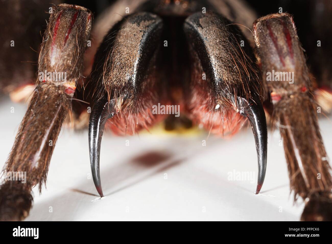 Spider showing pointed pincers, extreme close-up Stock Photo - Alamy