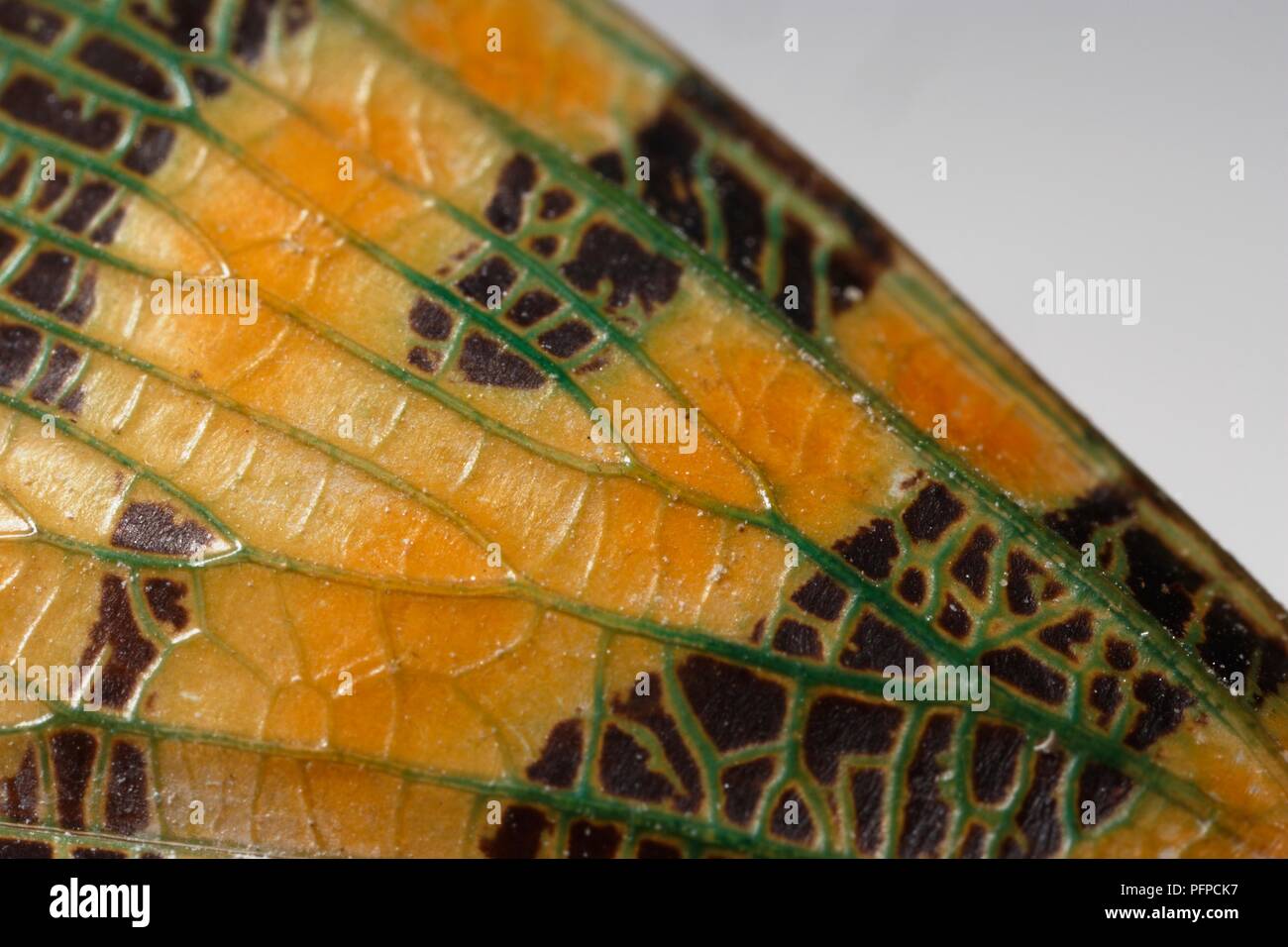 White wing butterfly hi-res stock photography and images - Alamy