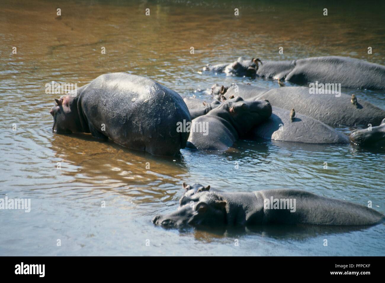 South Africa, Kruger National Park, family of hippopotamus ...