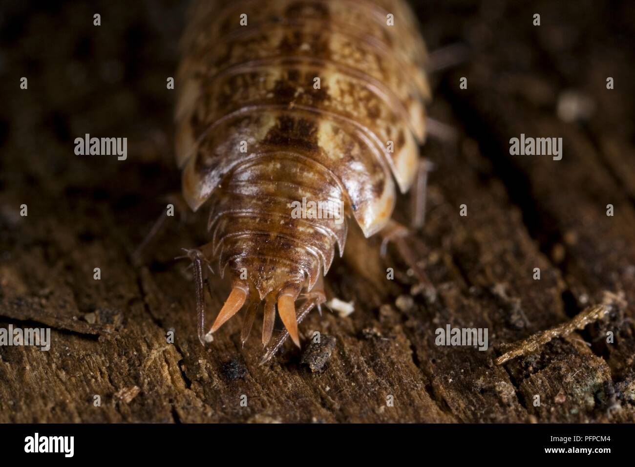 Common Rough Woodlouse crawling on old piece of wood, close-up Stock ...