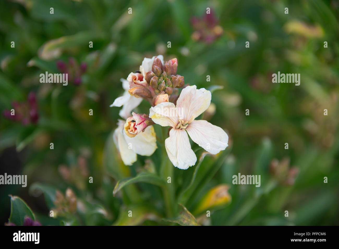Apricot cultivar hi-res stock photography and images - Alamy