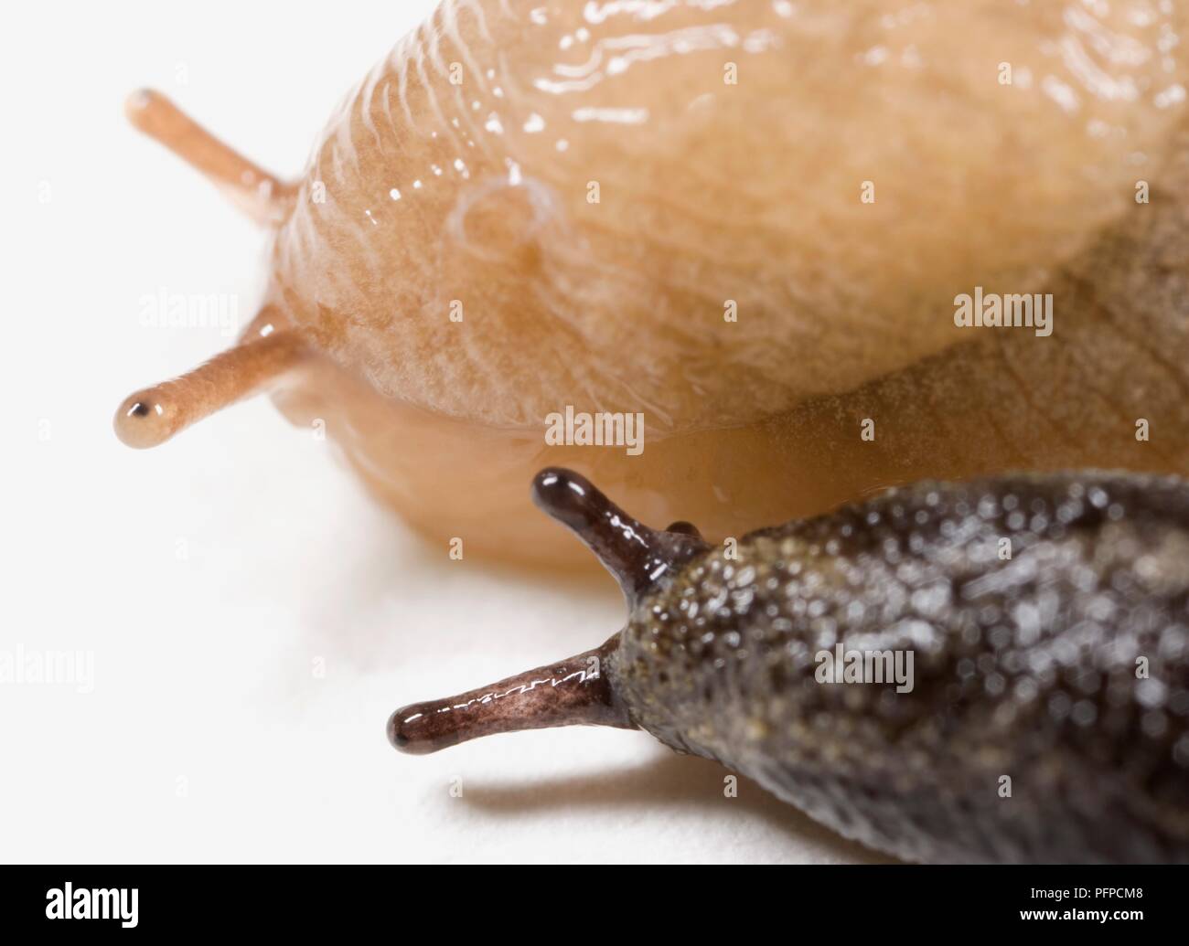 Two slugs, extreme close-up Stock Photo - Alamy