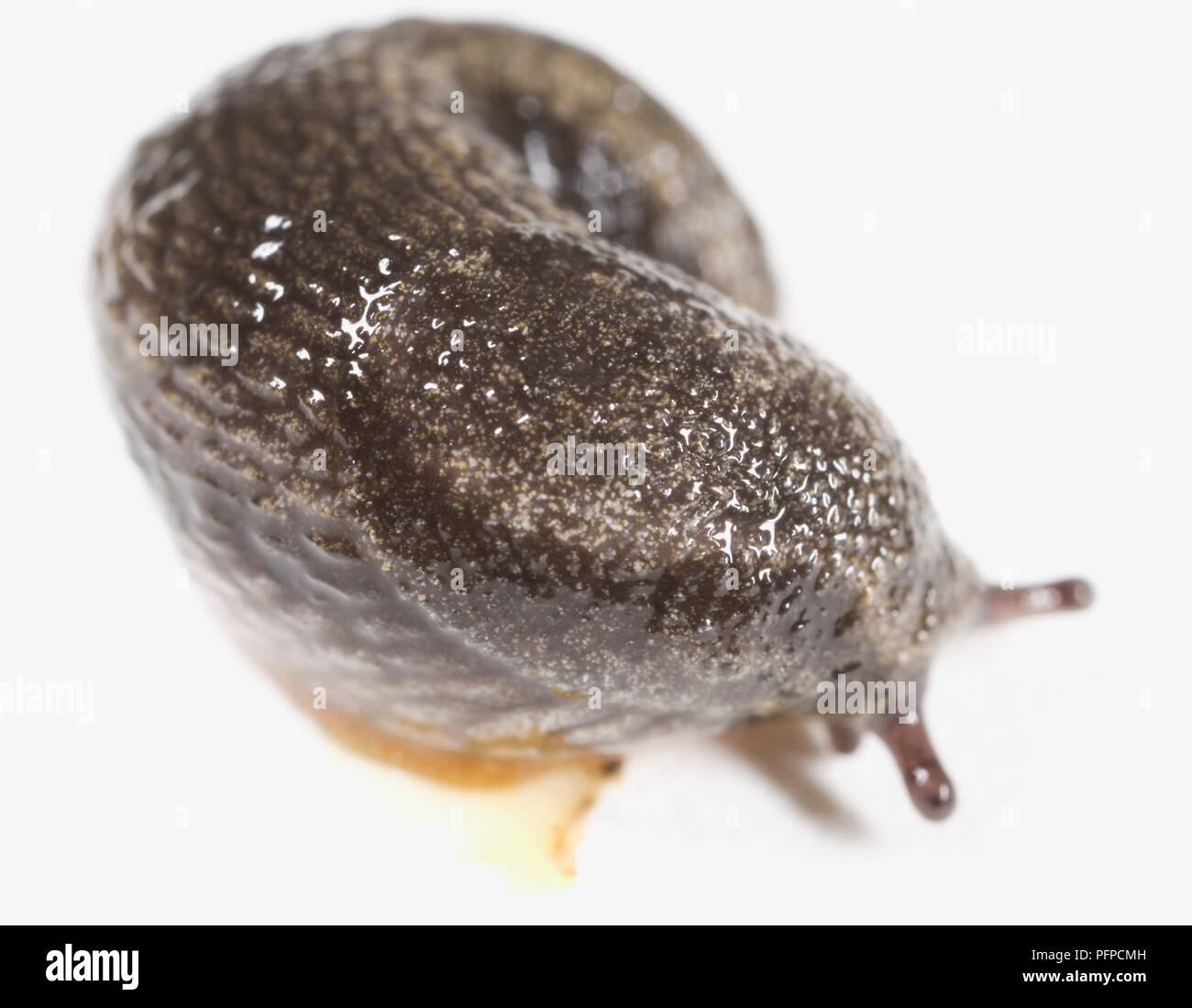 Tentacles showing hi-res stock photography and images - Alamy