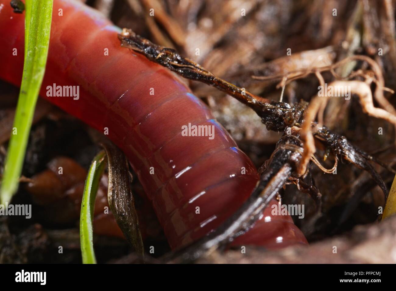 Earthworm lumbricus terrestris in soil hi-res stock photography and ...