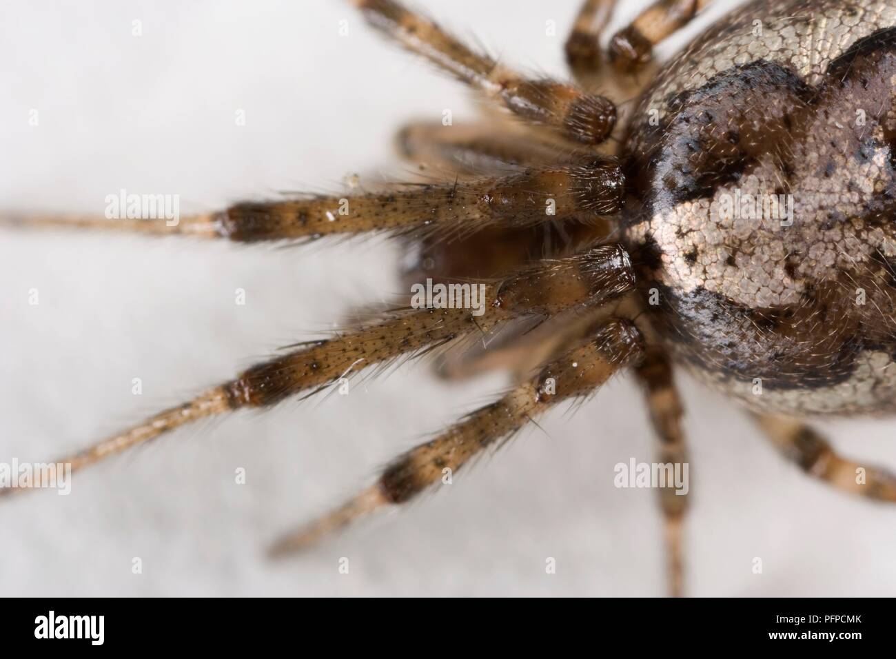 Spider legs and body, extreme close-up Stock Photo - Alamy