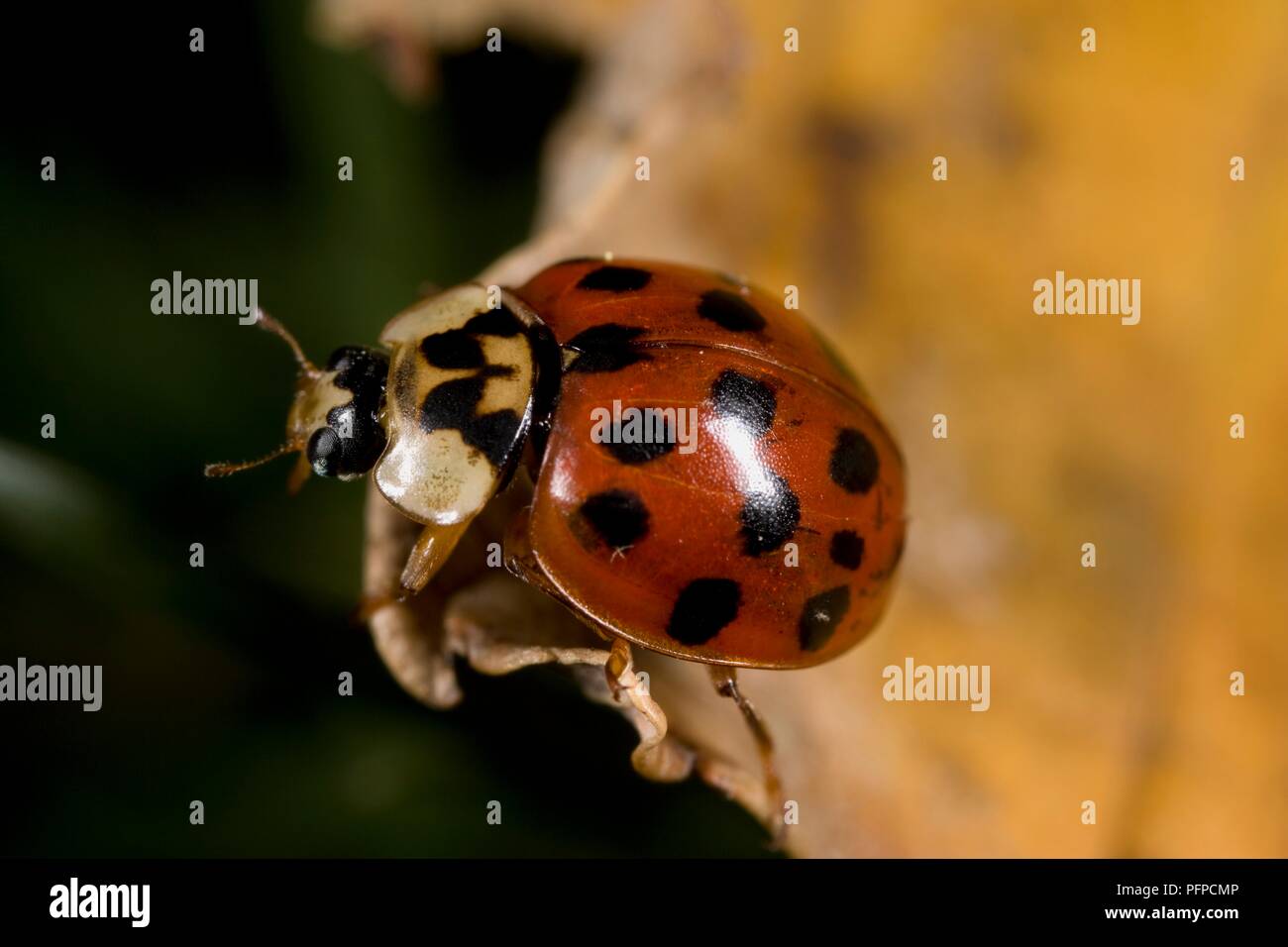 10 spotted ladybird hi-res stock photography and images - Alamy