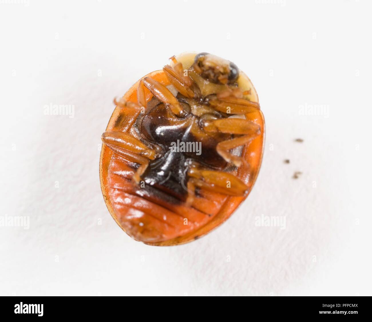 Curled back hi-res stock photography and images - Alamy