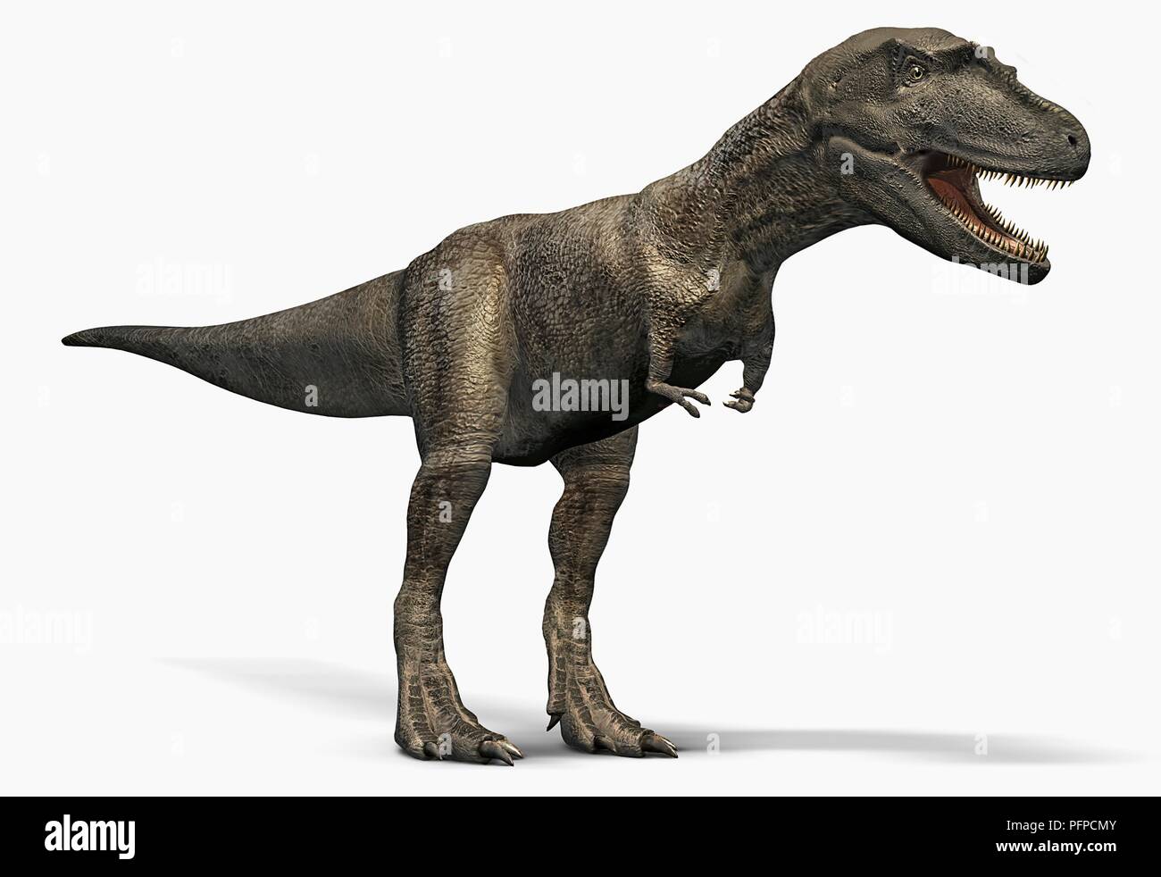 Albertosaurus hi-res stock photography and images - Alamy