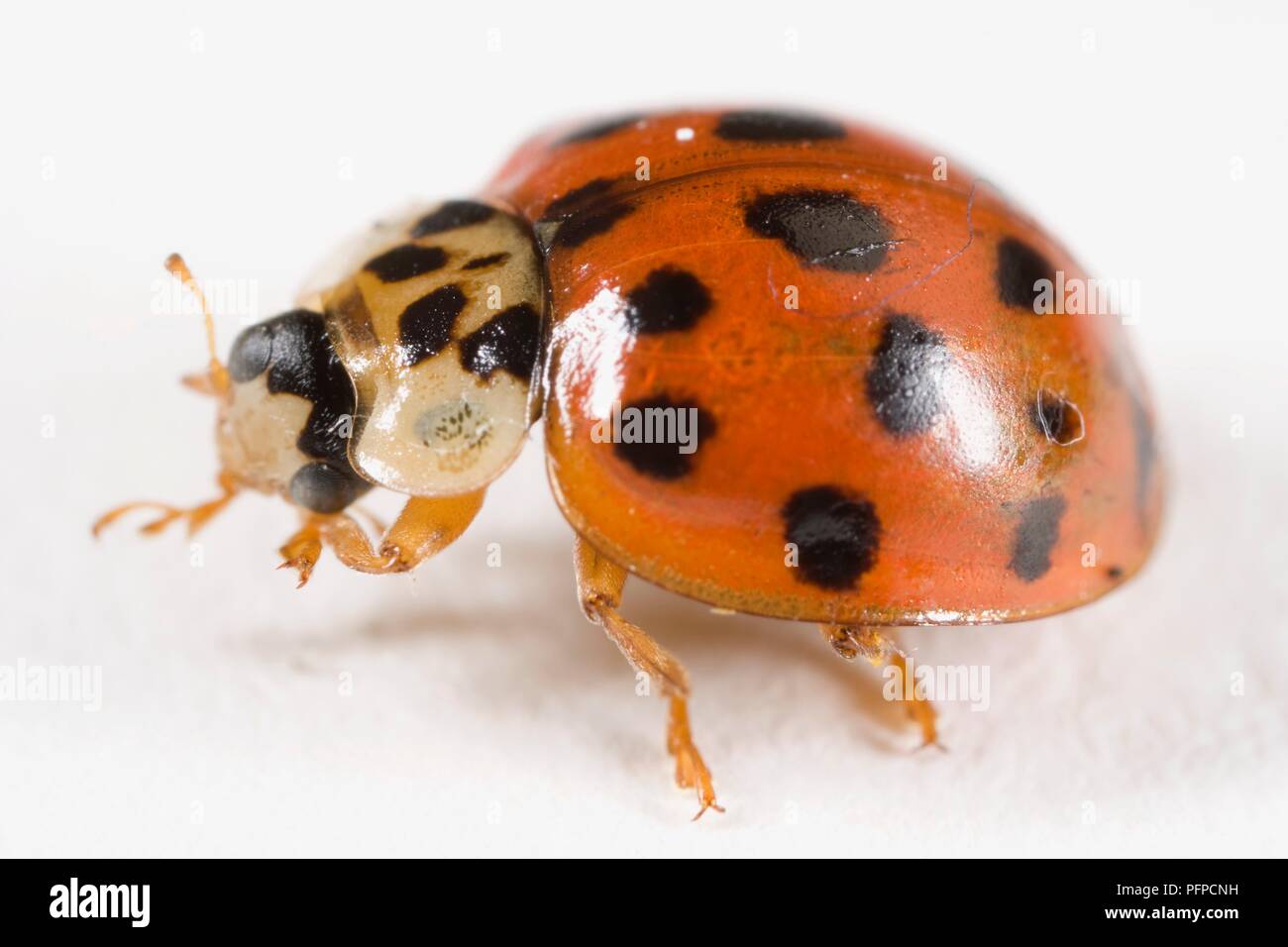 Adalia 10 punctata hi-res stock photography and images - Alamy