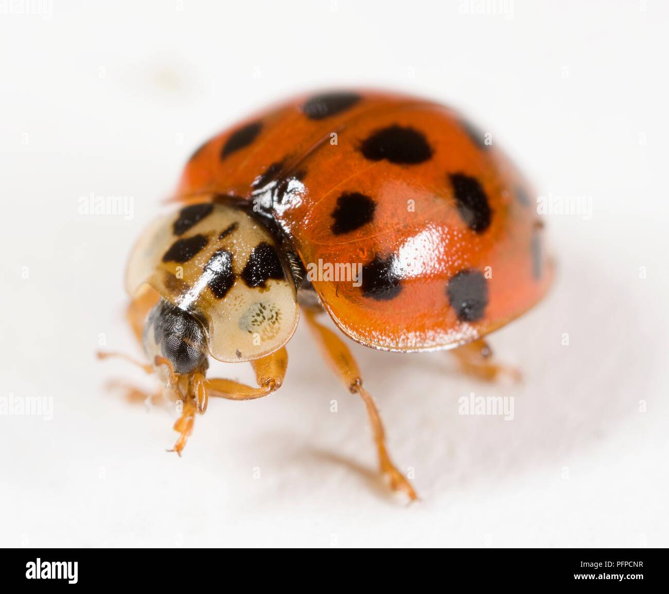 10 spotted ladybird hi-res stock photography and images - Alamy
