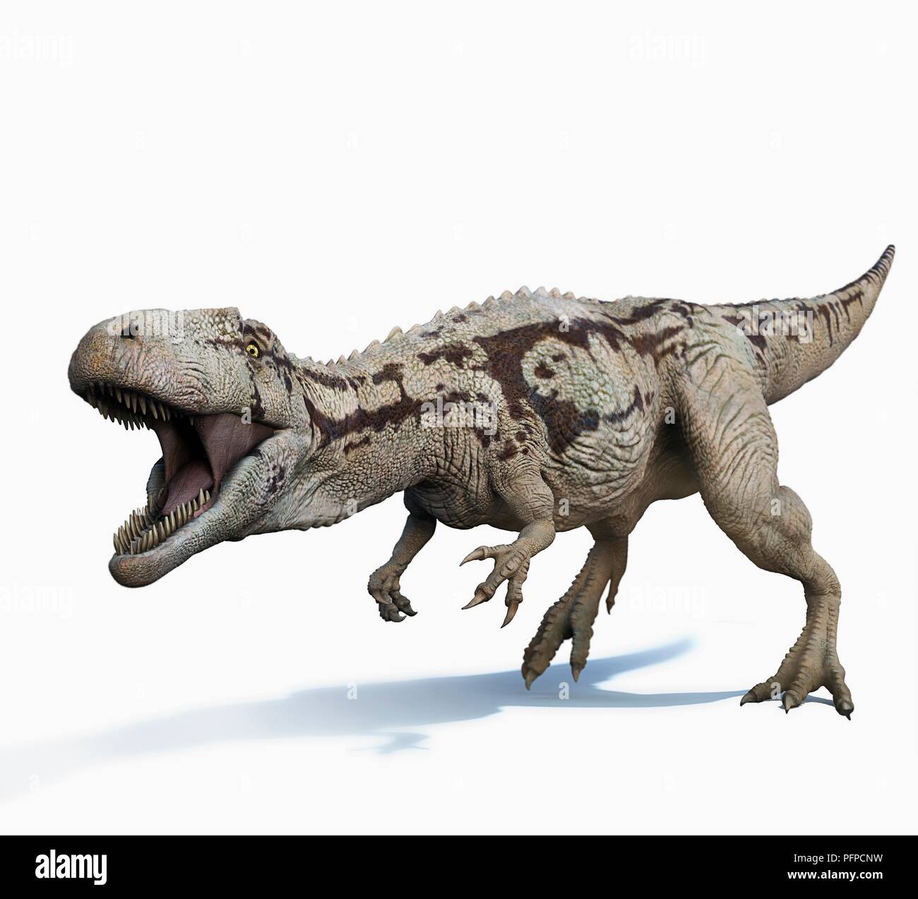 Carcharodontosaurus hi-res stock photography and images - Alamy