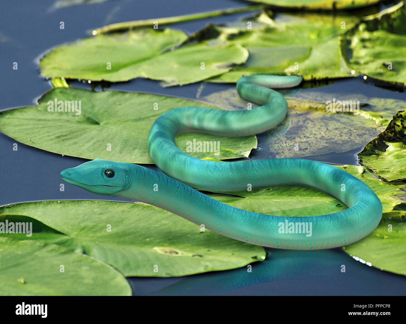 Extinct wildlife hi-res stock photography and images - Alamy